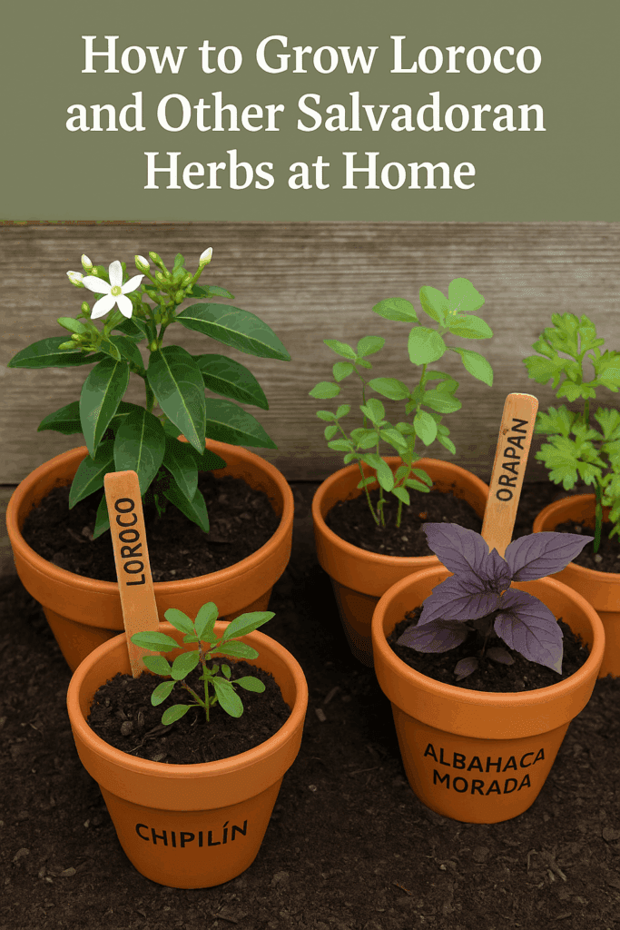 How to Grow Loroco and Other Salvadoran Herbs at Home